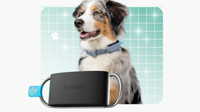Invoxia Launches Minitailz, An AI Wearable That Monitors Your Pet's ...