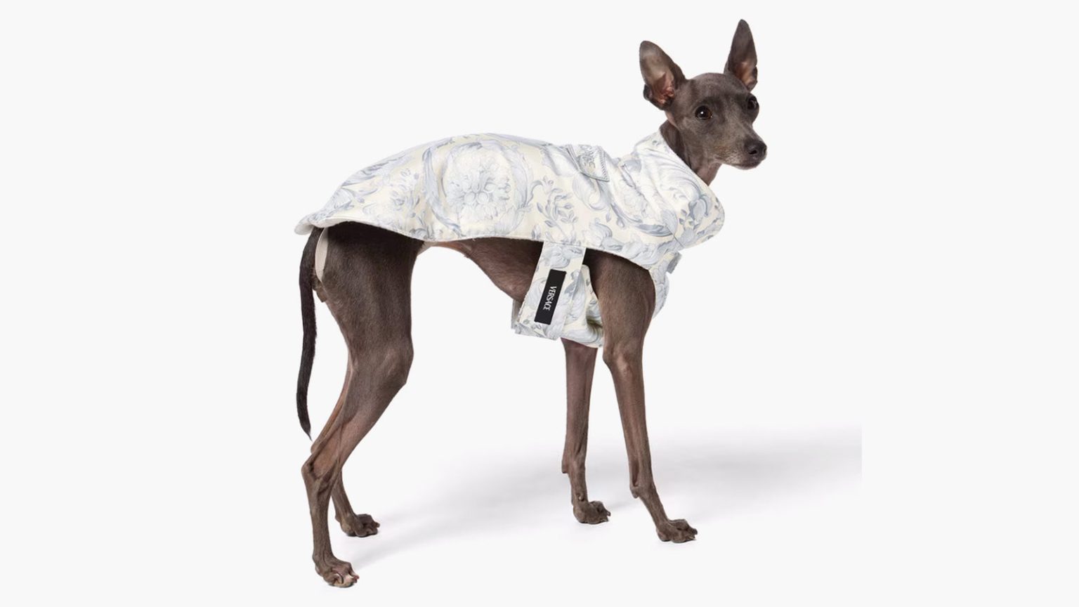 Dog Clothing Made By Our Favorite Fashion Brands - IMBOLDN